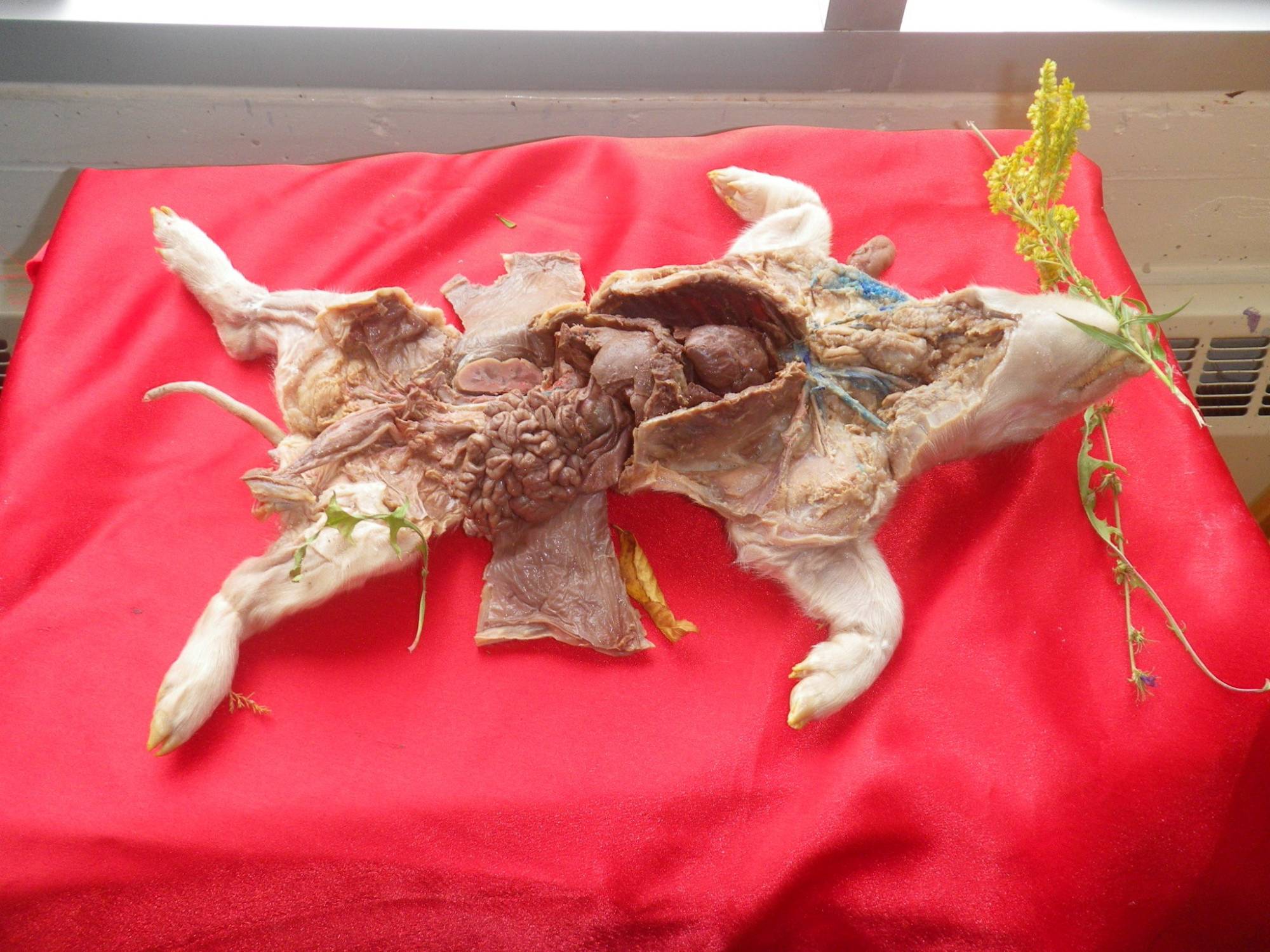 Plastination in BMS - Biomedical Sciences - Grand Valley State University